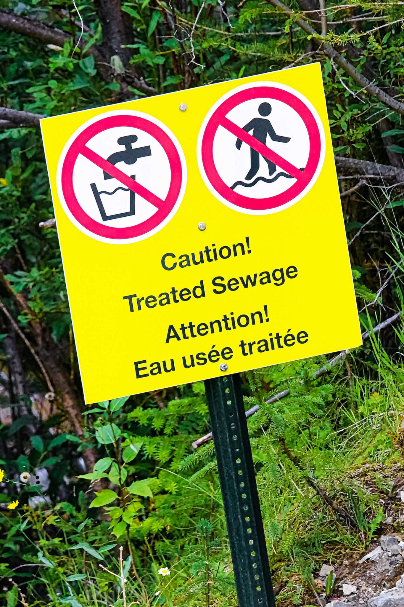 What to Do If Your Septic Tank System Overflows? - Peachy Services